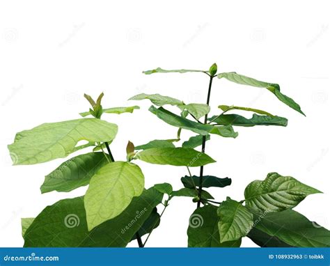 Mitragyna Speciosa Kratom Plant Stock Image Image Of Fresh