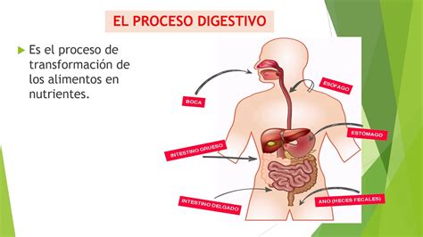 Proceso de la digestión YouTube