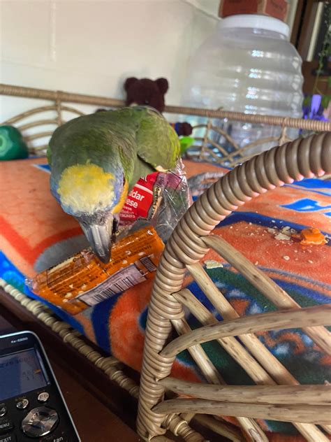 Jasper Has Been Continuously Robbing Me I Have Tried To Tell Him Time And Time Again Such