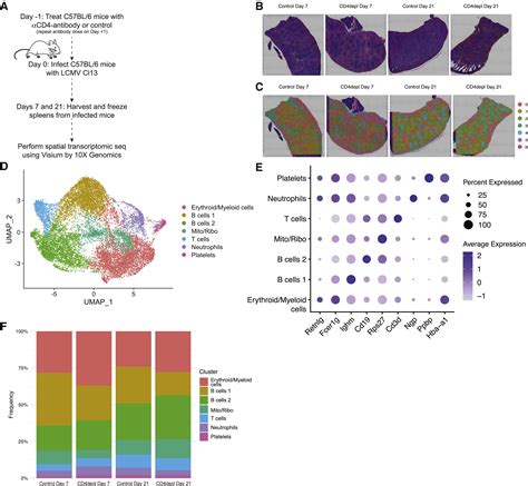 Spatial Transcriptomics Demonstrates The Role Of Cd4 T Cells In