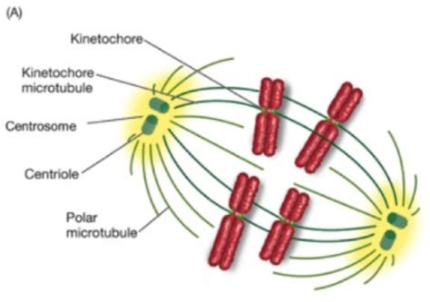 Answered The Diagram Below Shows A Cell During Bartleby