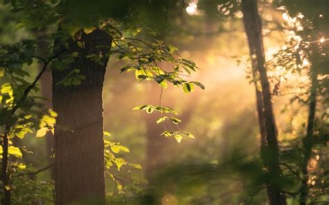 Green Tree Leaves Branches Sunrays Background 4k Hd Nature Wallpapers