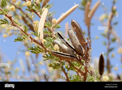Close Up View Of An Acacia Tree Branch With Yellow Flowers Thorns And