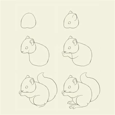 How To Draw A Squirrel Step By Step Tutorial