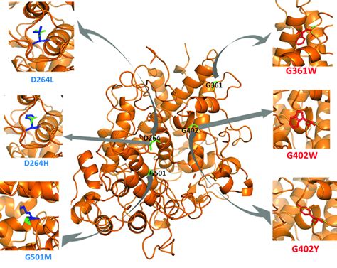Structural Representation Of Some Key Missense Mutations Missense