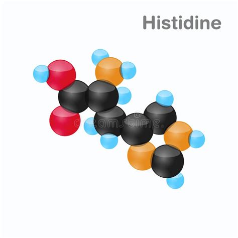Histidine L Histidine His H Amino Acid Molecule It Is Used In The