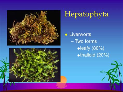 Ppt Seedless Plants Powerpoint Presentation Free Download Id2995172