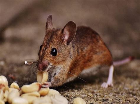 Safeguarding Your Home Effective Pest Control In Calgary By