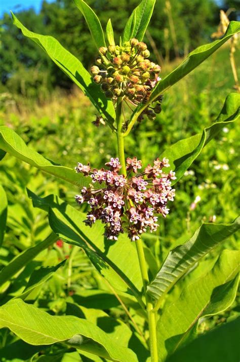 Asclepias Syriaca Wild Flower Stock Image Image Of Species Blooms