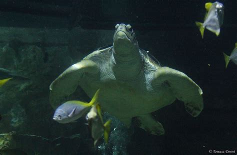 Green Sea Turtle Chelonia Mydas Zoochat
