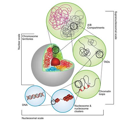 Lingbin Ni Pan D Genome Analysis
