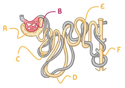 Biology AQA GCSE Parts Of The Nephron Diagram Quizlet