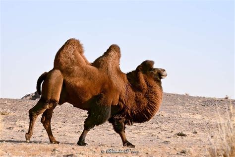 Camel In The Desert Siberian Camel Desert Mammals Camel Design