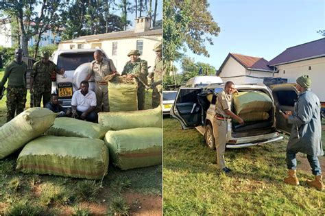 2 Suspects Trafficking Bhang Worth Sh9 Million Arrested