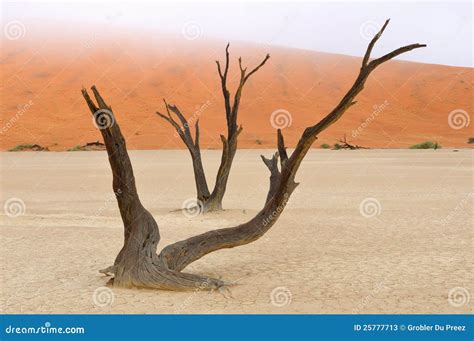 Tree Skeletons Deadvlei Namibia Stock Image Image Of Sossusvlei