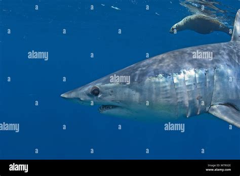 Mako Shark Isurus Oxyrinchus And Cape Fur Seal Arctocephalus Pussilus Profile Cape Point