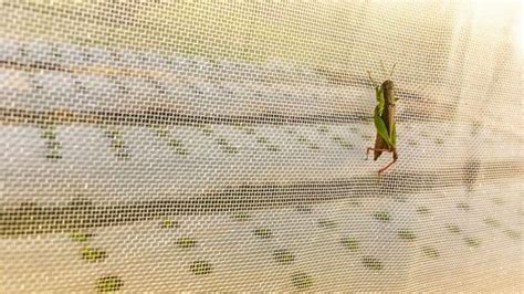 The Benefits Of Insect Netting For Trees Eyouagro