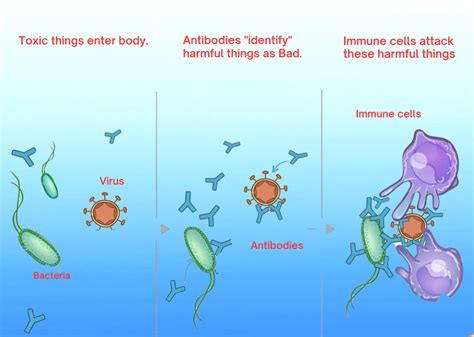 Difference Between Monoclonal And Polyclonal Antibodies Archives Life