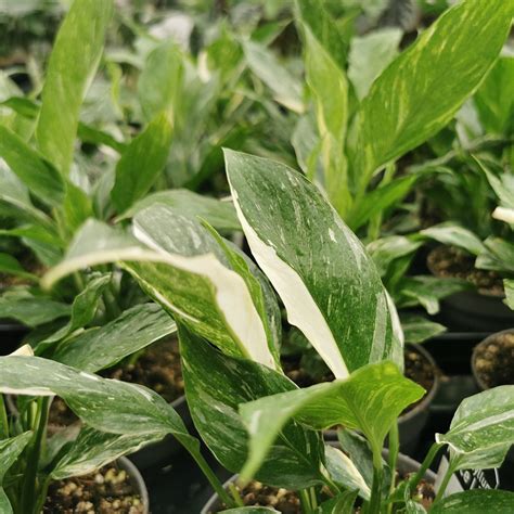 Spathiphyllum Peace Lily Domino Variegated Forest Field