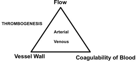 Coagulation Flashcards Quizlet