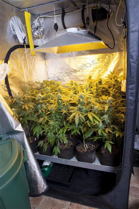 Cultivo De Marihuana En Armarios De Cultivo Alchimia Grow Shop
