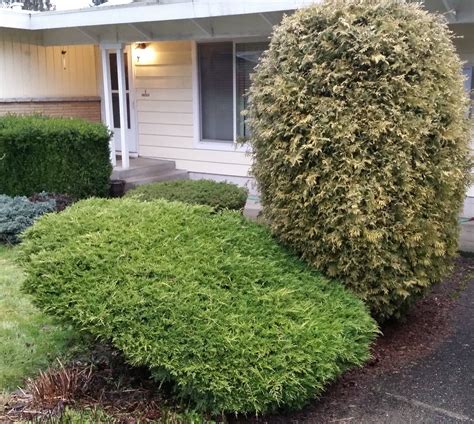 How To Revive A Dead Shrub Step By Step Guide 2026