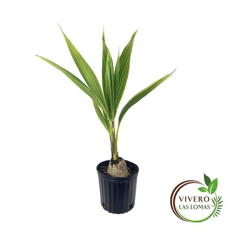 Palma De Coco Vivero Las Lomas