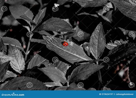 Vibing Ladybird On A Leaf Stock Image Image Of Vibing 219624197