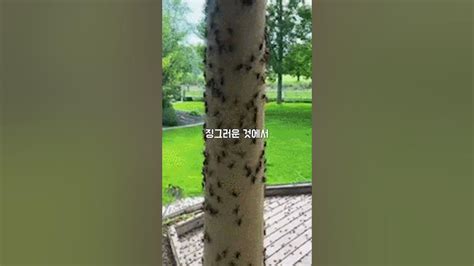 미국 주택가 뒤덮은 귀뚜라미 떼 Youtube