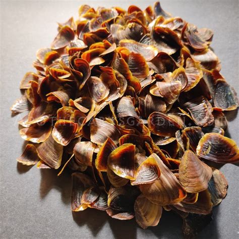 Onycha Is The Door Or Operculum Of A Sea Mollusc That Has Been Used