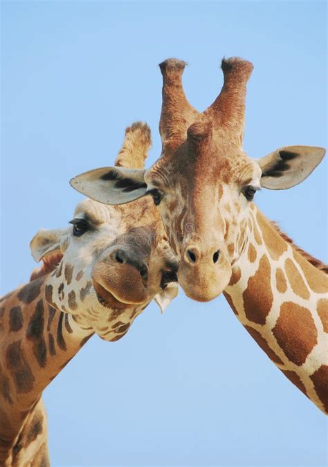 Animal Love Giraffes Stock Image Image Of Pair Neck 6912821