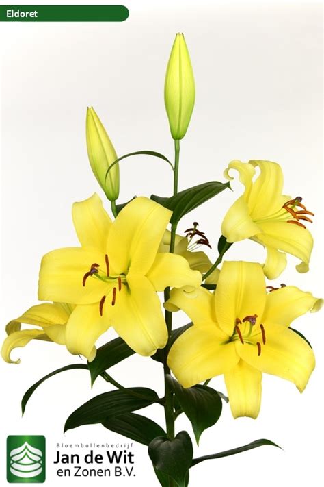 Eldoret ® | Lily | Jan de Wit en Zonen B.V.