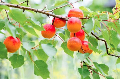 Crecimiento De Frutas Dulce Maduro Del Melocotón En Una Rama De árbol