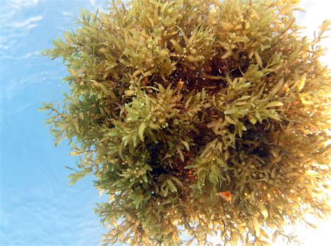 Caribbean Scientists To Meet To Address Prevalence Of Sargassum Seaweed