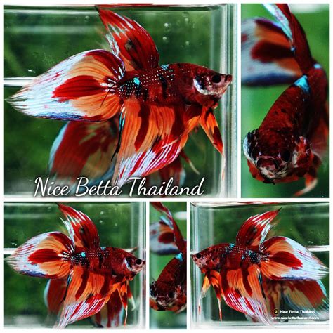 Betta Fish Female Hm Magical Pink Blue Marble