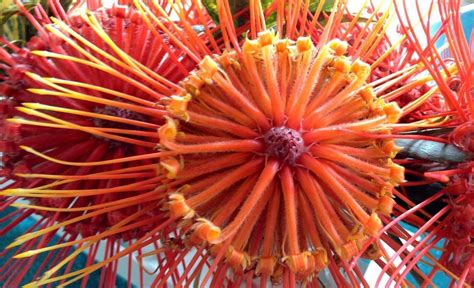 The Worlds Strangest Flowers That Look Like Something Else Hasan Jasim