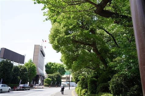 坂本龍一さんの遺志継ぐ神宮外苑再開発の再考求めるロッシェルカップさんの思い朝日新聞GLOBE