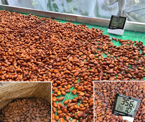 Drying Cocoa Beans Anarchy Chocolate Bean To Bar