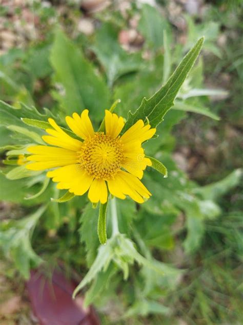 Flower In Summer Stock Photo Image Of Flowers Yellow