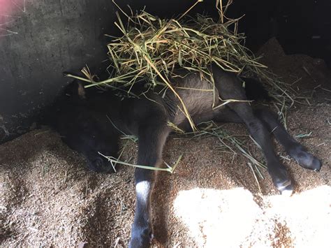 The Foal Was Hiding Under Her Elizabeth Woolsey Author