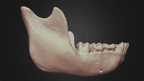Macaca Mulatta Rhesus Monkey Mandible 3d Model By Lakehead