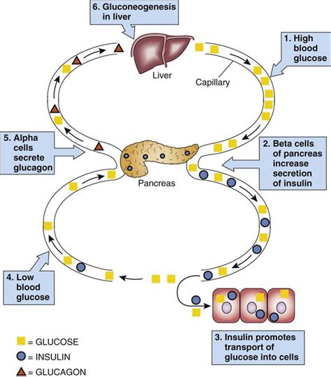 Insulin And Glucagon Feedback Loop