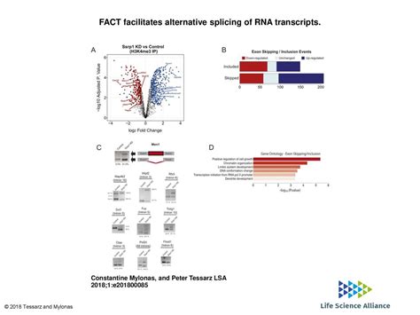 fact facilitates alternative splicing of rna transcripts ppt download