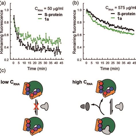 Rna Hydrolysis Assessed By Remaining Fluorescence Of The Etbr Labelled