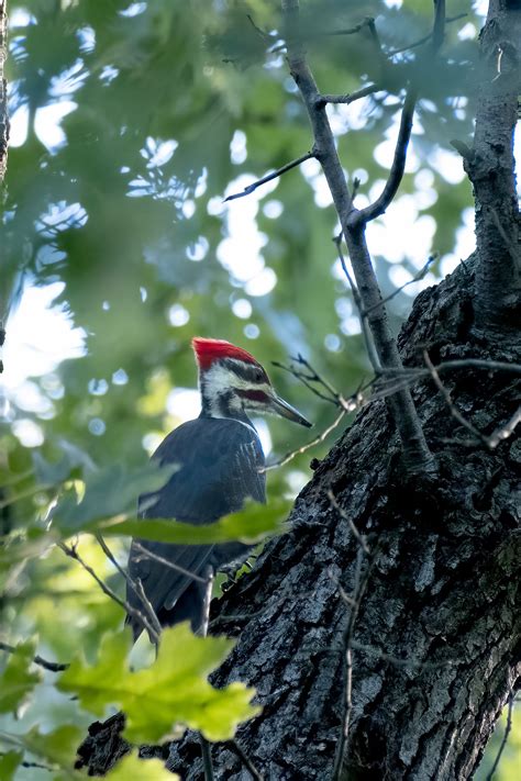 COS 2023 Indiana Dunes Birding Festival Guide Chicago Ornithological