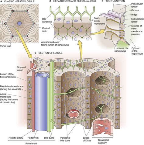 Bile Canaliculi Diagram