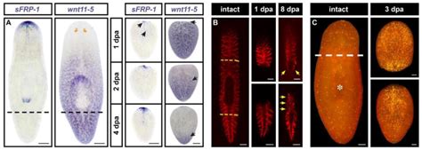 Regenerative Tissue Remodeling In Planarians The Mysteries Of