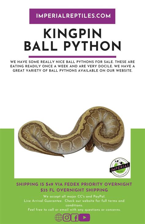 Kingpin Ball Python Ball Python Ball Python Morphs Really Cool Stuff