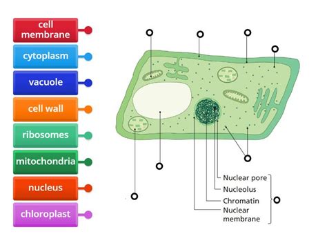 LC Biology Plant Cell Labelled Diagram