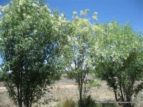 Fraxinus Cuspidata Alchetron The Free Social Encyclopedia